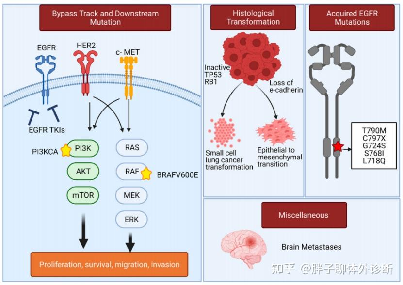 一文读懂EGFR基因及其用药 - 知乎
