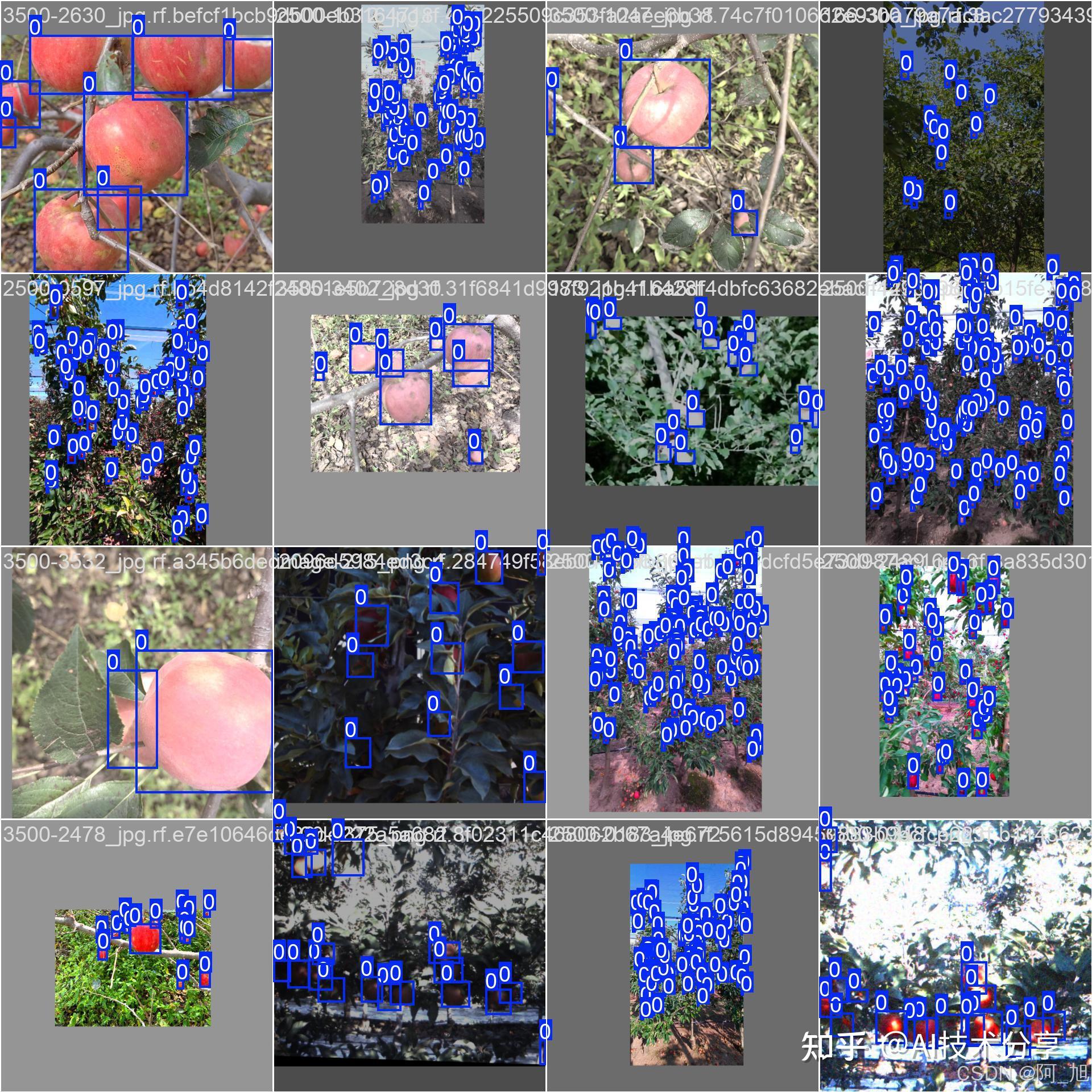 基于yolo11深度学习的果园苹果检测与计数系统设计与实现【python源码pyqt5界面数据集训练代码】 知乎