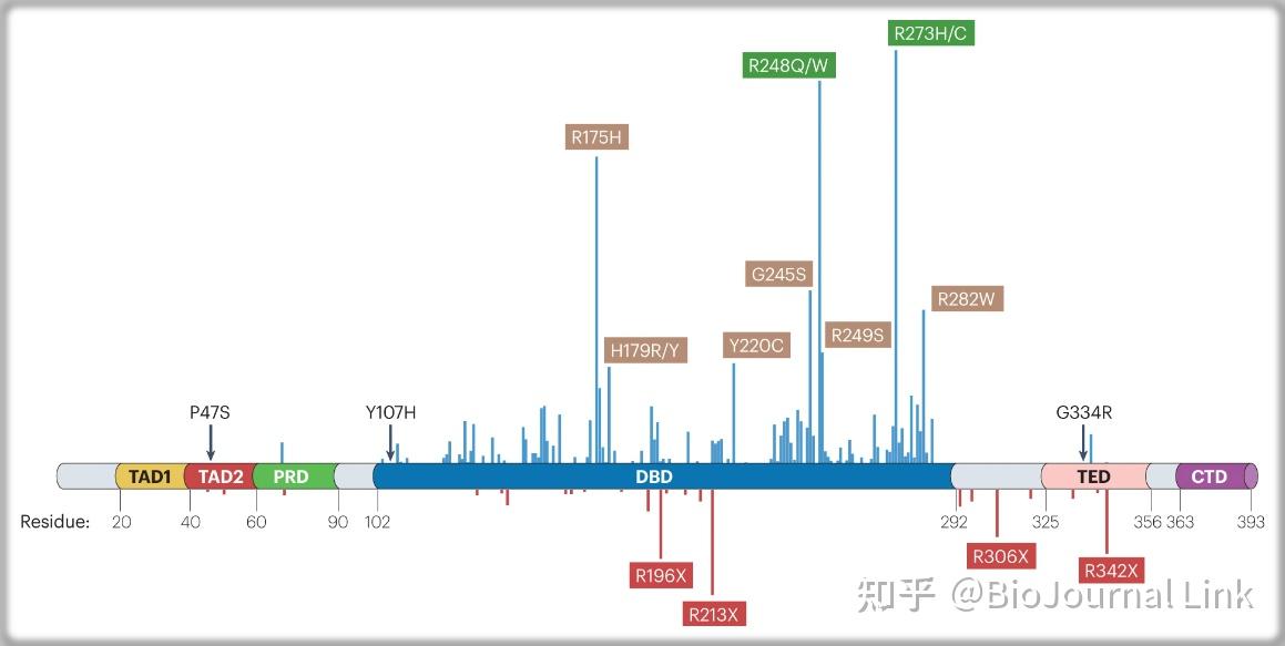 综述精读 | 精准抗癌药物时代药物学重新激活p53 - 知乎