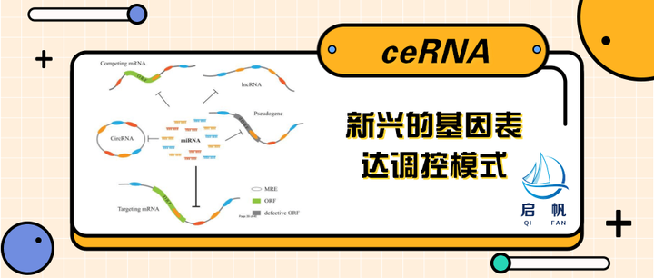 导师沉默，主任流泪，一文带你了解ceRNA，与肿瘤爱恨纠葛的那些事 - 知乎