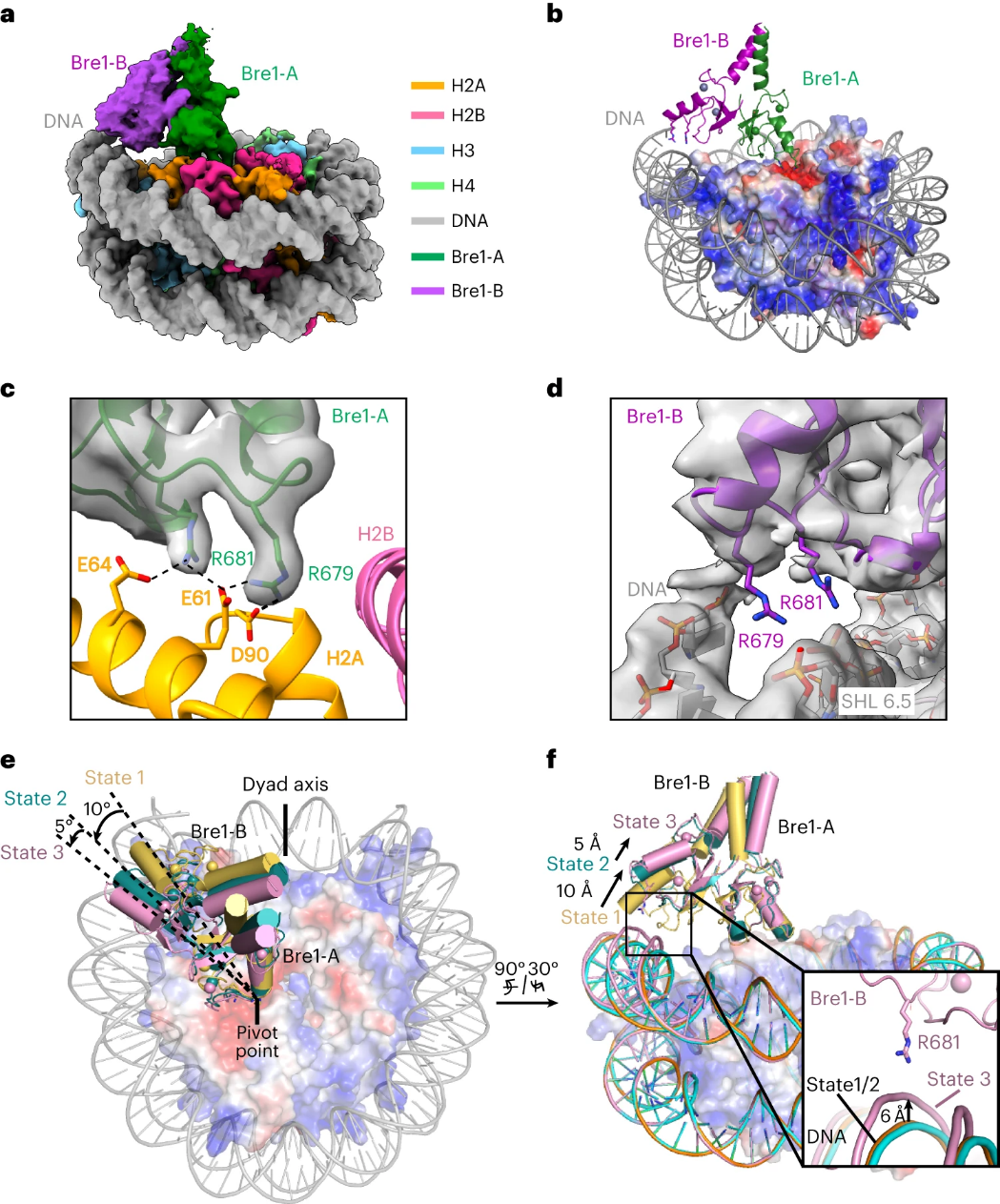 基于Cryo-EM的Bre1与核小体复合物结构解析揭示H2B泛素化分子机制 - 知乎