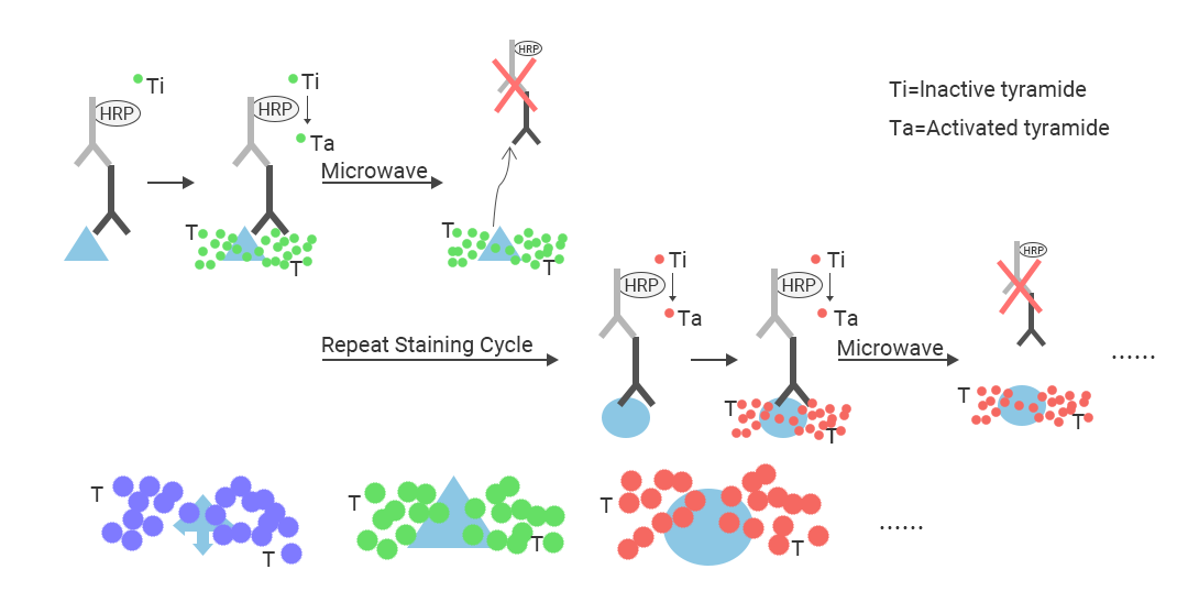 多重荧光免疫组化技术 (mIHC) 的原理什么，与 IHC 和 IF 有何区别？ - 知乎
