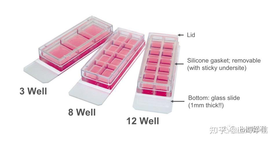 ibidi可移除腔室载玻片|细胞培养、固定、染色、成像，一片即可！ - 知乎