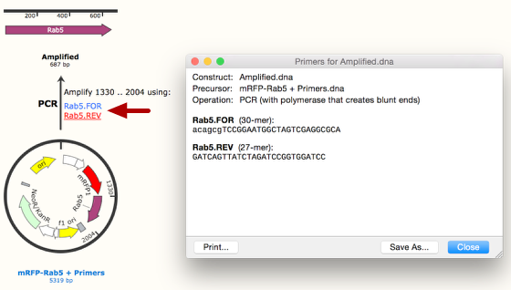SnapGene操作指南 | 聚合酶链式反应(PCR) - 知乎