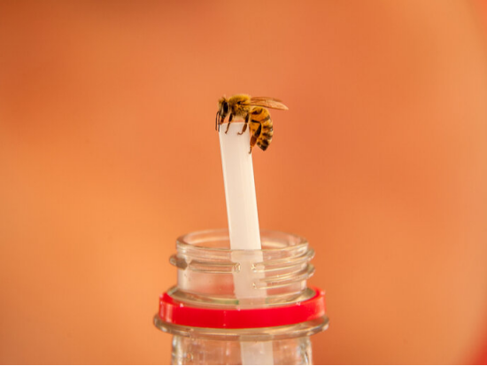 昆虫会变胖？它们的脂肪对我们有意想不到的好处 - 知乎
