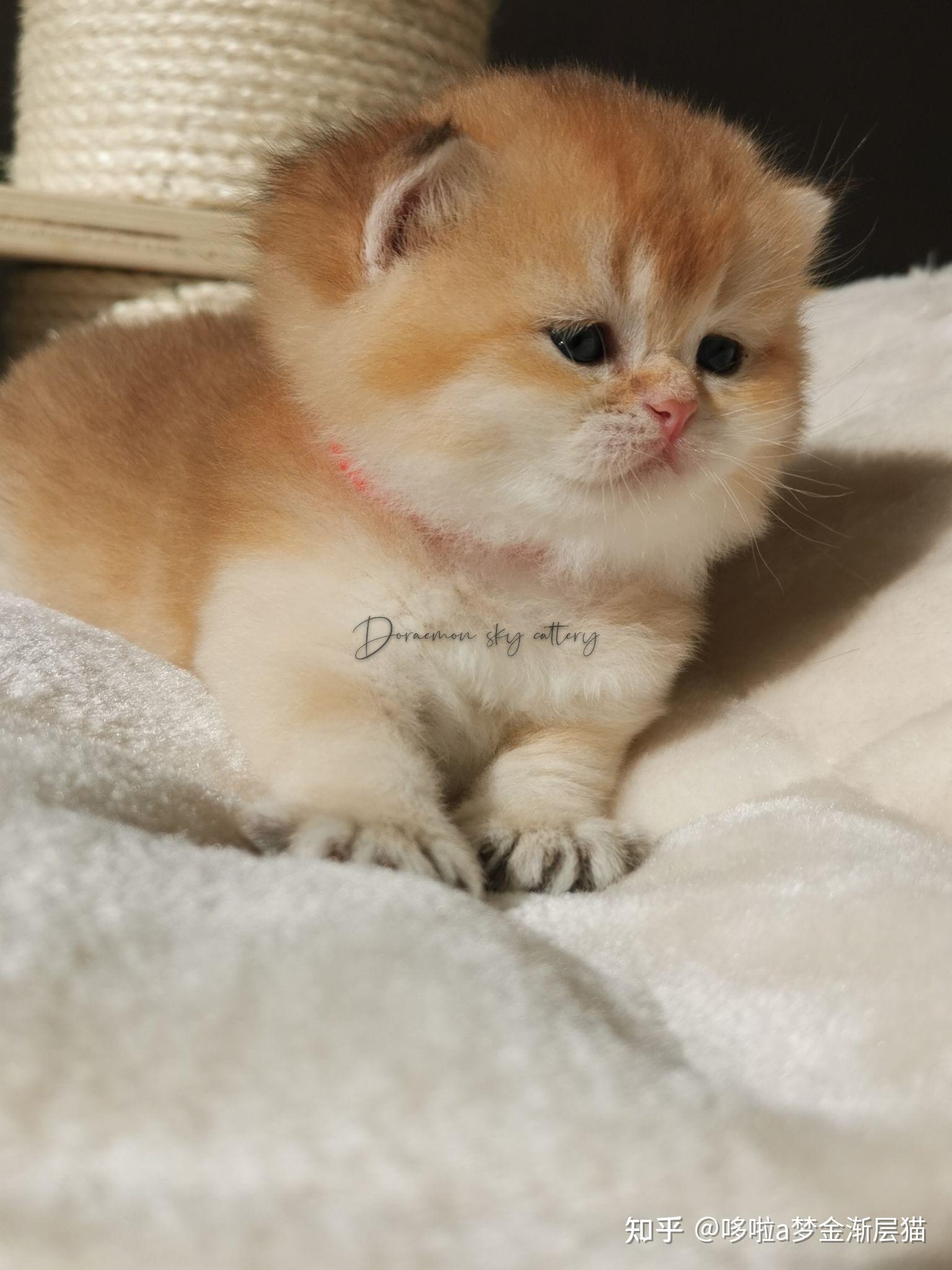 新手如何鉴别金渐层色号NY25、NY11、NY12的区别? - 知乎