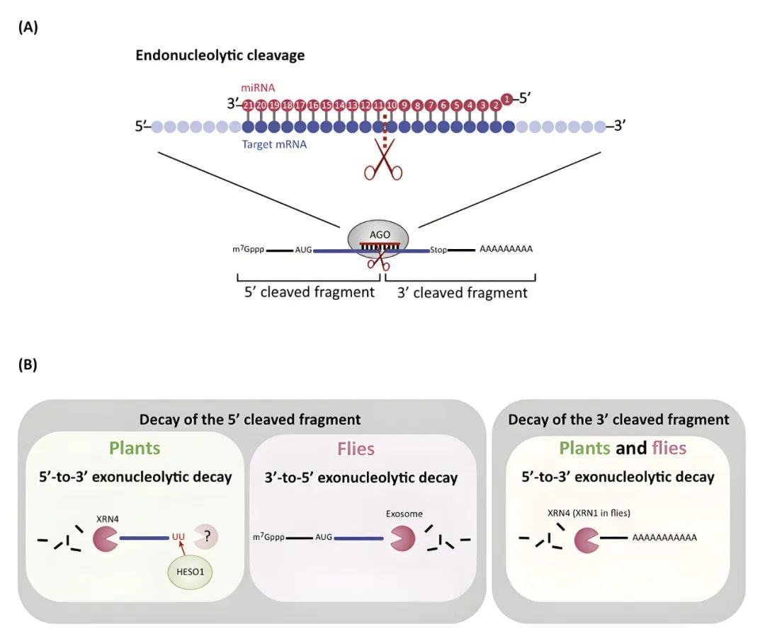 浅谈mRNA的量与蛋白表达量并不线性相关的原因（一） - 知乎
