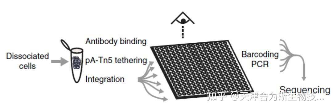 一文看懂CUT&Tag技术|解锁比ChIP-seq更精准高效的DNA和蛋白质互作研究 - 知乎