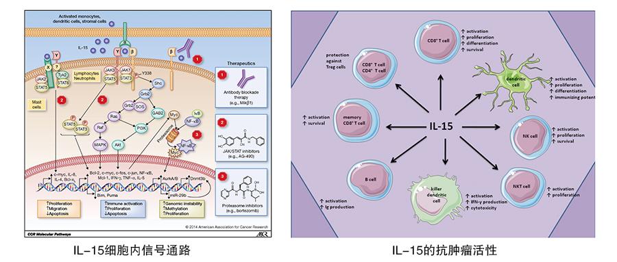 IL-15与IL-2，谁更胜一筹？ - 知乎
