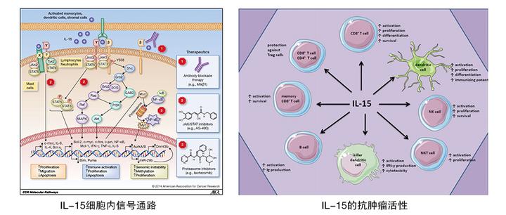 IL-15与IL-2，谁更胜一筹？ - 知乎