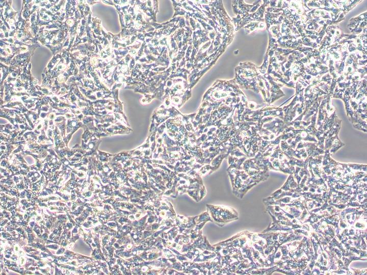 Hep G2细胞培养方法和复苏技术 - 知乎