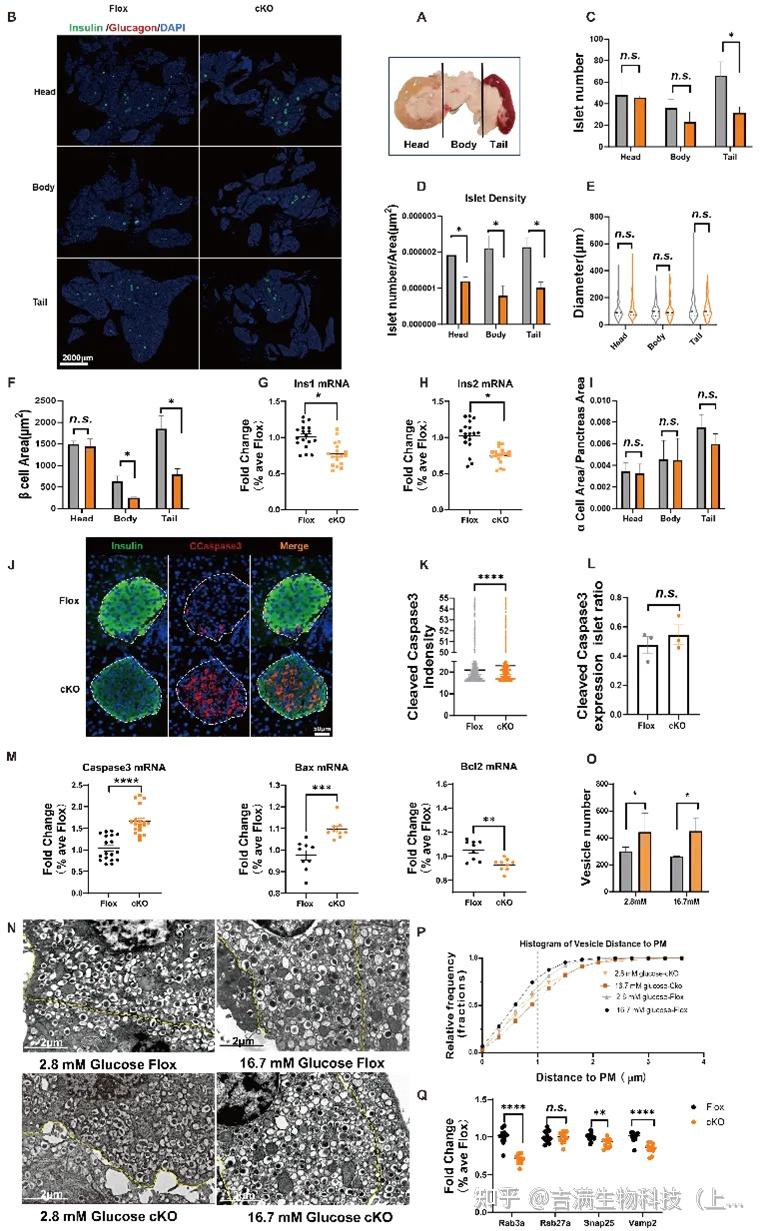 免疫检查点B7-H4通过 Stat5 信号通路影响胰岛胆固醇代谢和β细胞功能 - 知乎