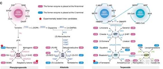 【文献解读】《Cell》重磅！！iMARS成为多酶体系结构设计的新工具 - 知乎