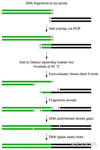 分子生物学小trick之——gibson法构建载体 - 知乎