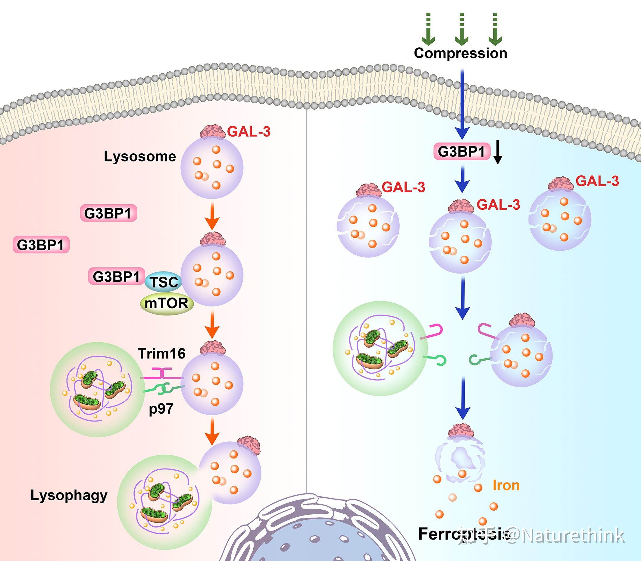 G3BP1协调溶酶体自噬活性，以防止椎间盘退变过程中压缩诱导的细胞铁死亡 - 知乎