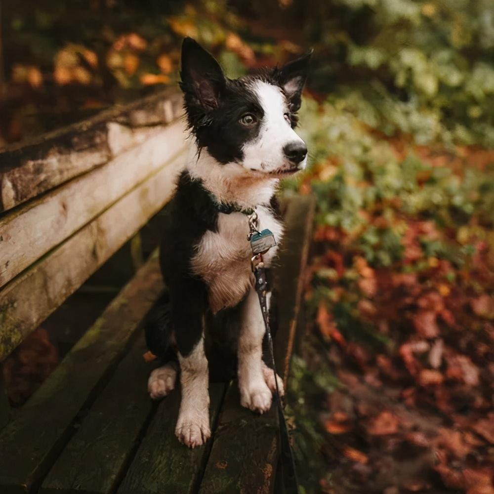 把“dog days”翻译成狗日子，老外都笑“死”了！ - 知乎