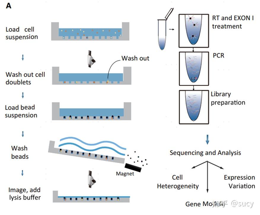 单细胞分离方法与barcode beads设计 - 知乎