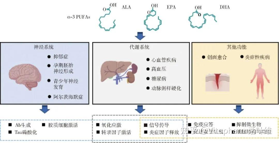 成分解析｜ω-3多不饱和脂肪酸健康机制及应用研究进展 - 知乎