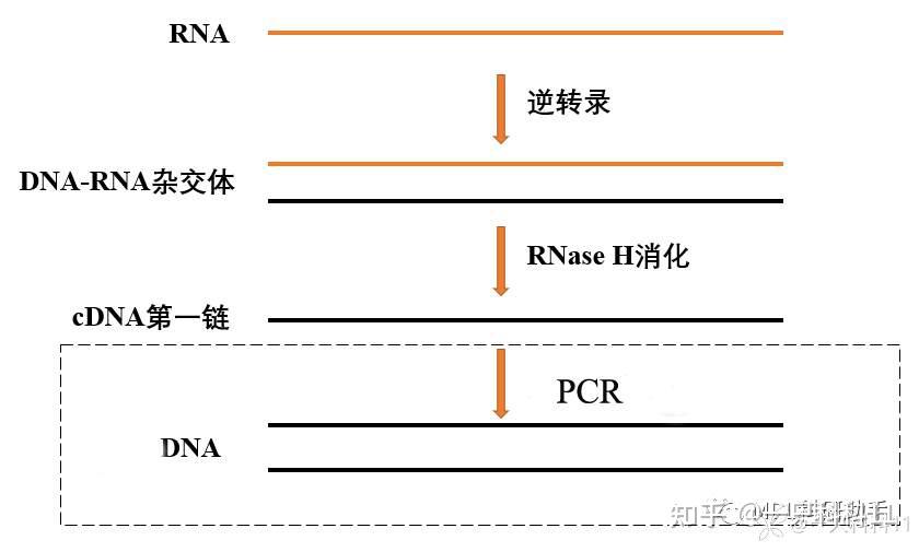 🌟干货分享 | 常用PCR技术及原理 - 知乎
