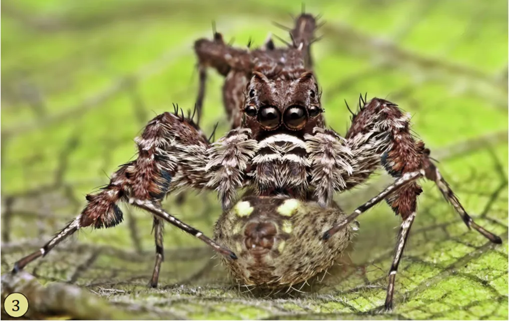 如果你是一只跳蛛——跳蛛生活史概述（上） - 知乎