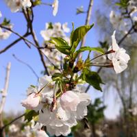 python 用sqlalchemy 创建create_engine连接mssql - 知乎