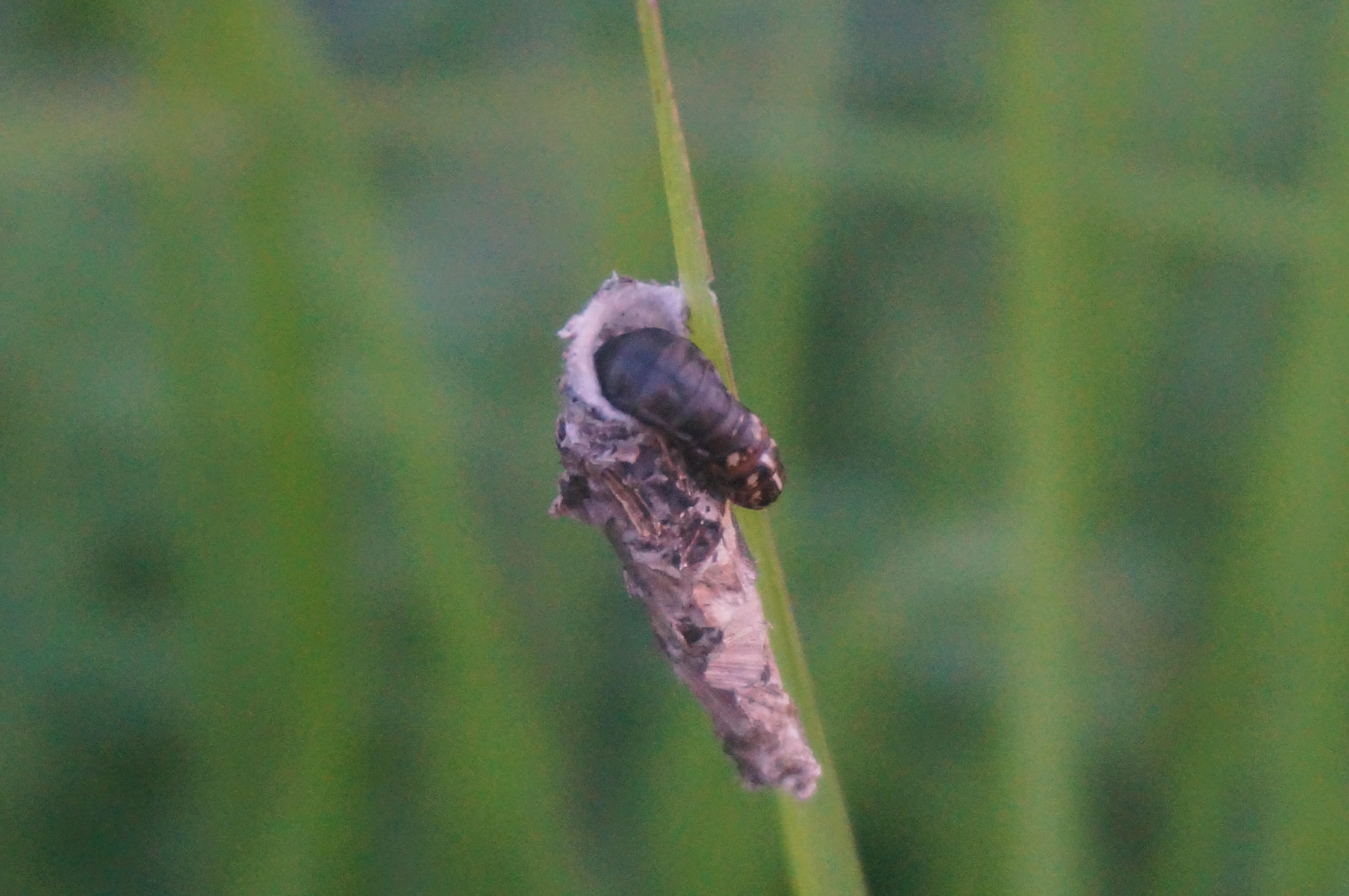 生活中经常见到的虫茧/虫窝/虫卵有哪些？ - 知乎