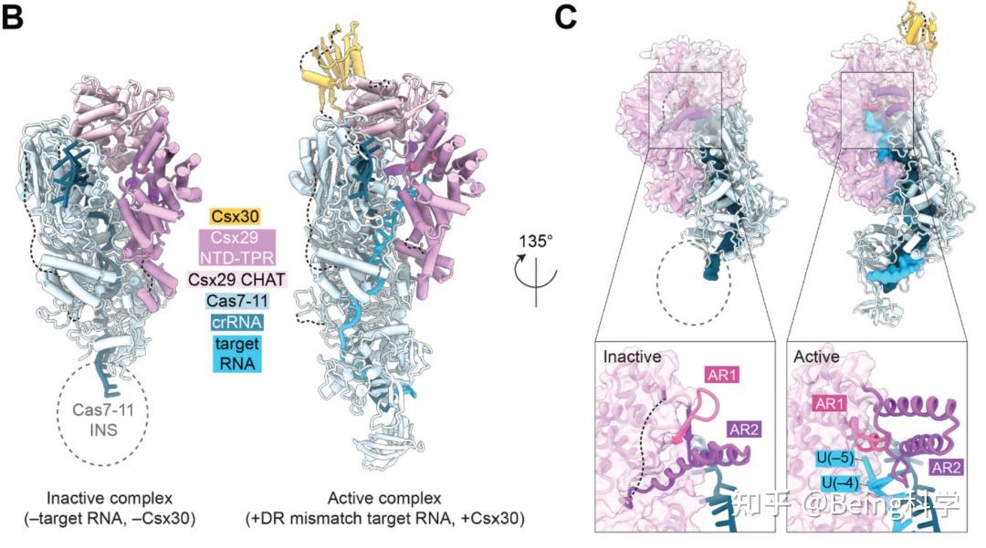 Science | 张锋团队揭示控制蛋白酶的CRISPR-Cas系统详细机制 - 知乎