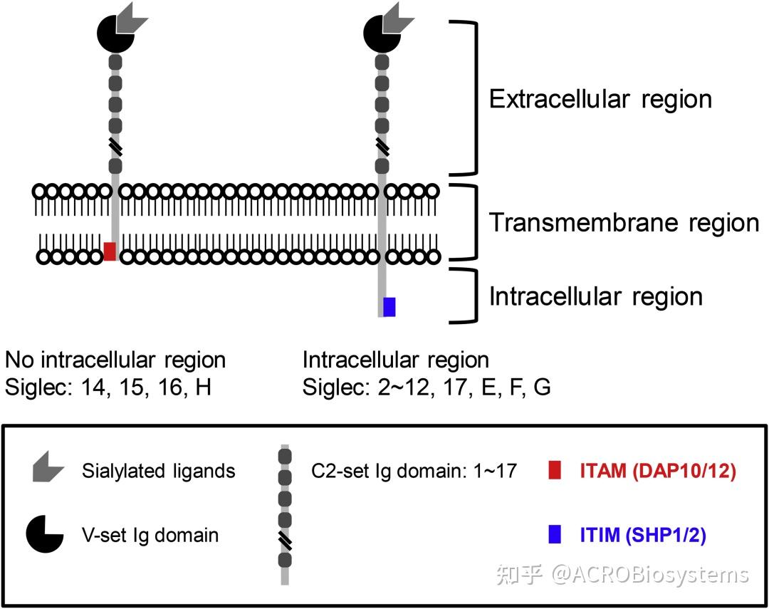 【Siglec免疫检查点】——布局免疫治疗下一个十年 - 知乎