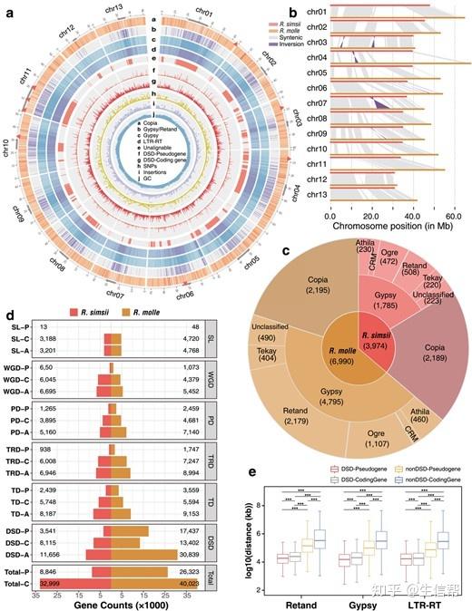 HR-杜鹃花T2T基因组 - 知乎