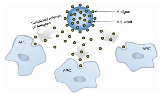 Adjuvant佐剂 | 非特异性免疫增强剂 - 知乎