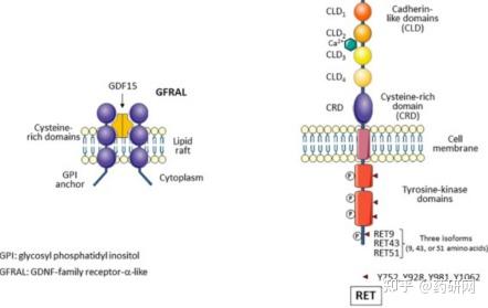 什么是生长分化因子15(GDF-15)？ - 知乎
