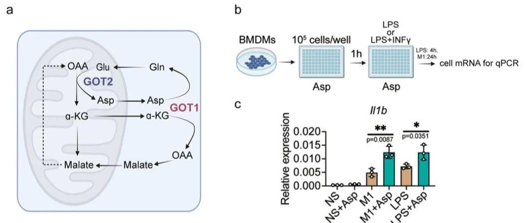 Communications Biology丨Got1在巨噬细胞分化和抗病原体反应中是独立的 - 知乎