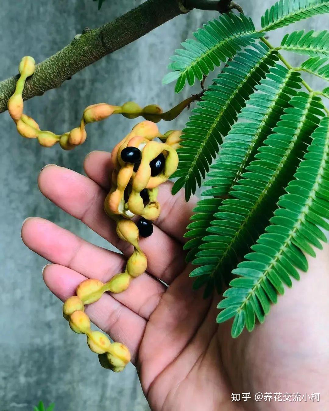 网红绿植|养密叶猴耳环要合理浇水，别乱换盆，学习压条繁殖 - 知乎