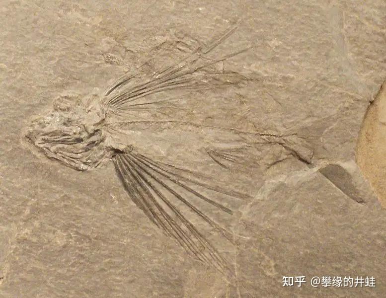 第二百八十回 锦鳞记9：溟海飞出峥头角 - 知乎