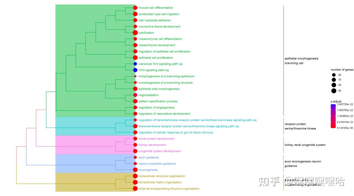 RNA-seq入门实战（六）：GO、KEGG富集分析与enrichplot超全可视化攻略 - 知乎