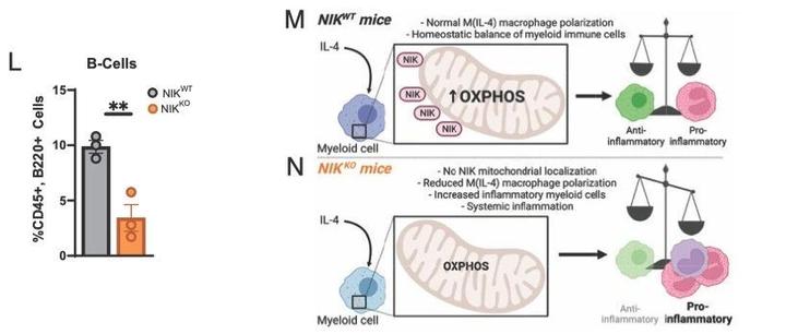 免疫学杂志丨NF-kB 诱导激酶控制先天免疫细胞的线粒体呼吸能力、分化和炎症状态 - 知乎