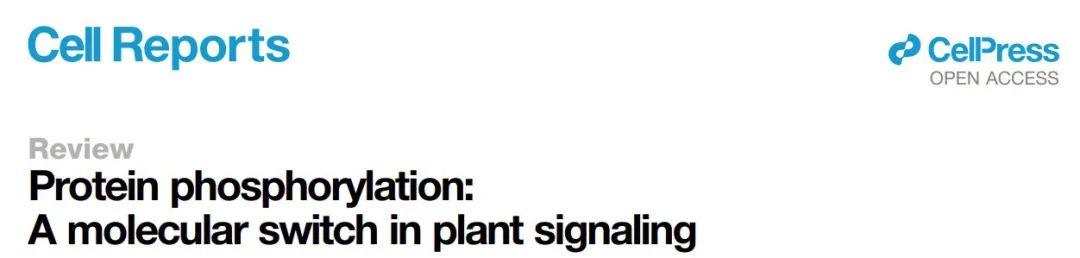 Cell Rep | 福建农林大学徐通达组综述植物磷酸化事件发生研究进展 - PTMBio - 博客园