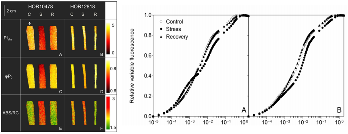 OJIP快速荧光动力学曲线与QA-再氧化动力学曲线成像分析 - 知乎