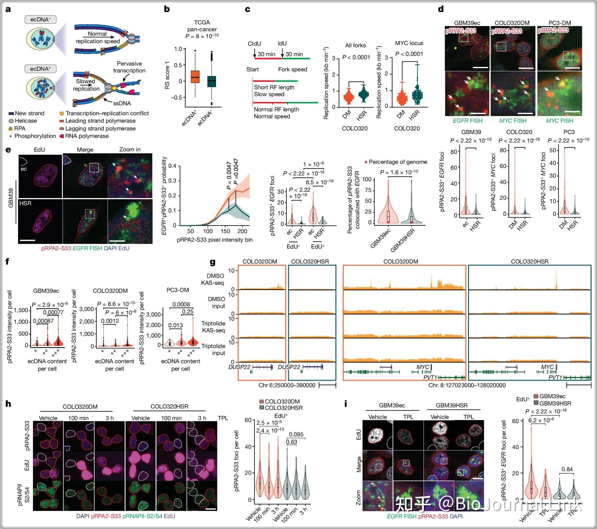 顶刊精读 | Nature | 癌细胞中 ecDNA 的协调遗传 - 知乎