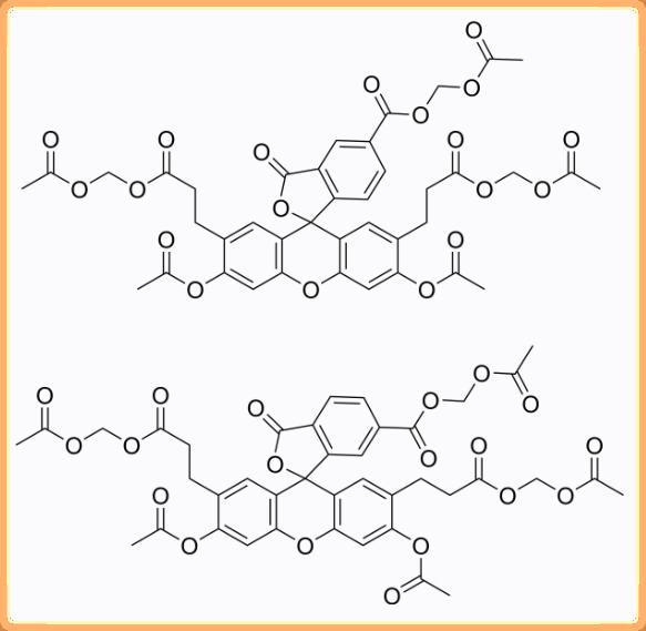 BCECF，AM pH荧光探针 （117464-70-7），详细的介绍 - 知乎
