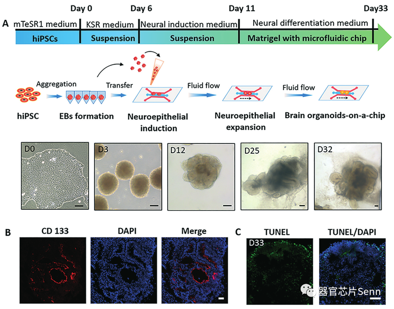 什么是「类脑芯片」？相比于一般芯片，它有什么优势？ - 知乎