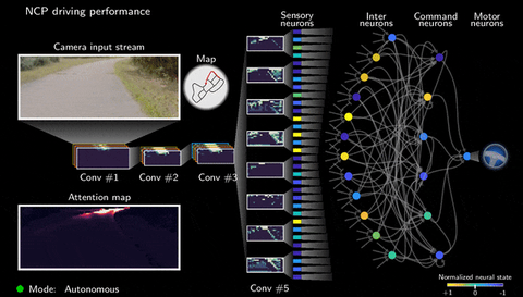 【论文笔记】Neural circuit policies enabling auditable autonomy - 知乎