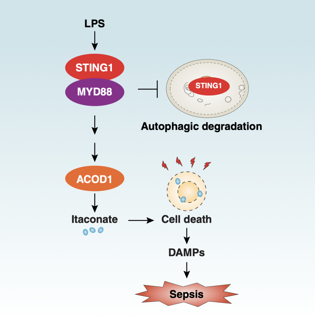 Cell新刊丨STING1-MYD88 复合物驱动 ACOD1/IRG1 在致死性先天免疫中的表达和功能 - 知乎