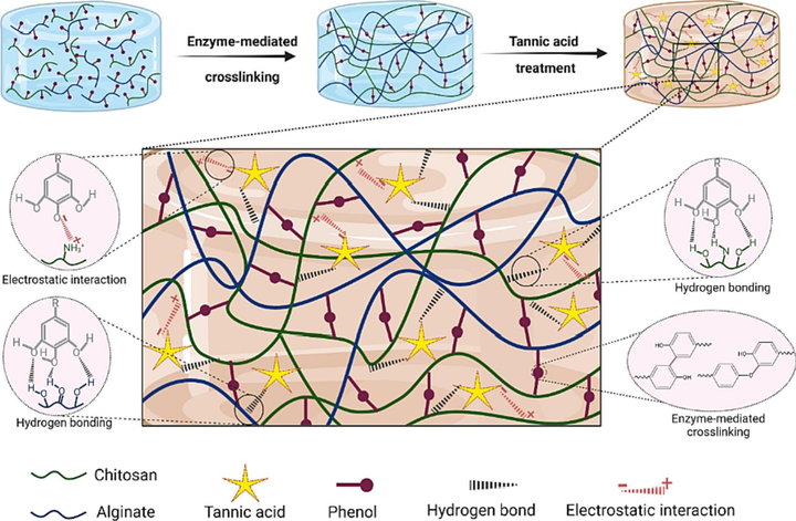 《Carbohyd. Polym.》：加点单宁酸，破解HRP介导水凝胶交联时H2O2和酚自由基抑制难题 - 知乎