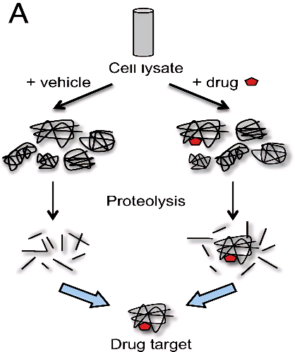 化学蛋白质组学与药物靶点筛选：DARTS、LiP-MS、TPP、CETSA技术的深度解析 - 知乎