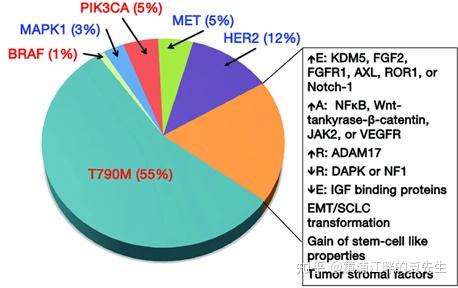 c-Met的功能、突变及靶向治疗 - 知乎