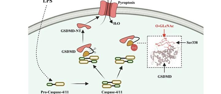 Inflammation Research丨对 GSDMD 进行 O-GlcNAc 修饰可减轻 LPS 诱导的内皮细胞焦亡 - 知乎