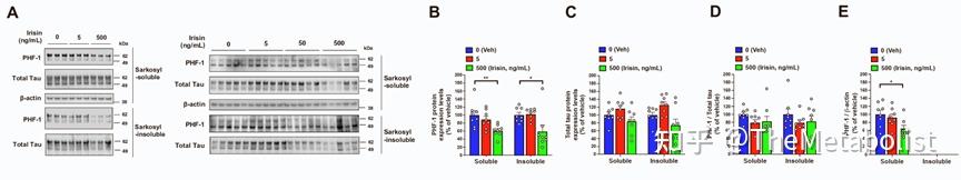 Neuron: Irisin让你不再困在时间里 - 知乎