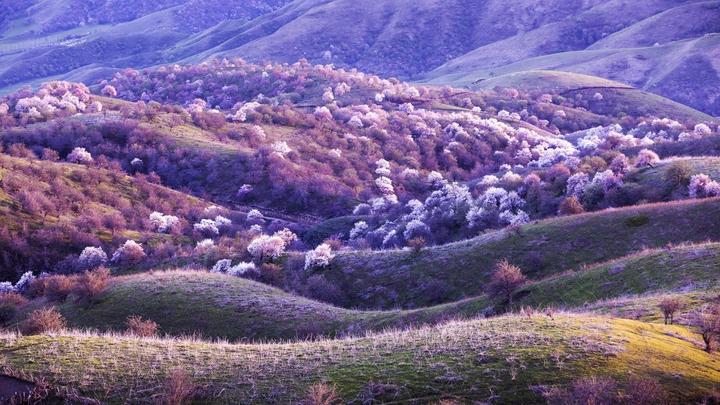 大美杏花沟：醉美人间四月天，欢迎来到伊犁最美的野杏林。 - 知乎