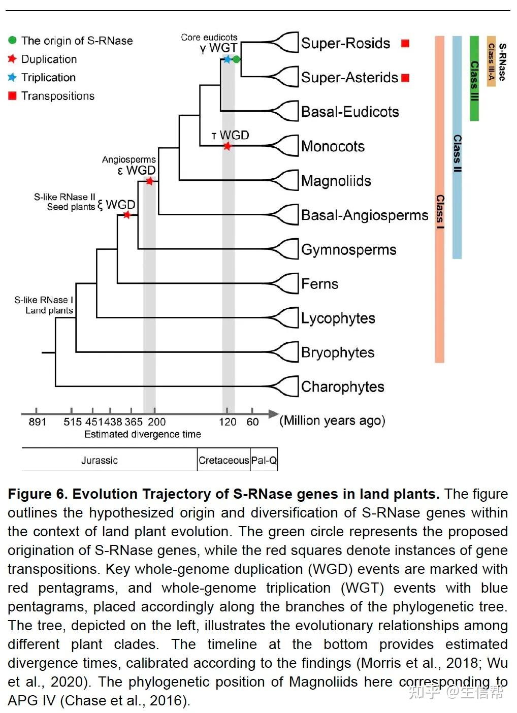 【基因家族】130个被子植物S-RNase基因家族进化分析 - 知乎